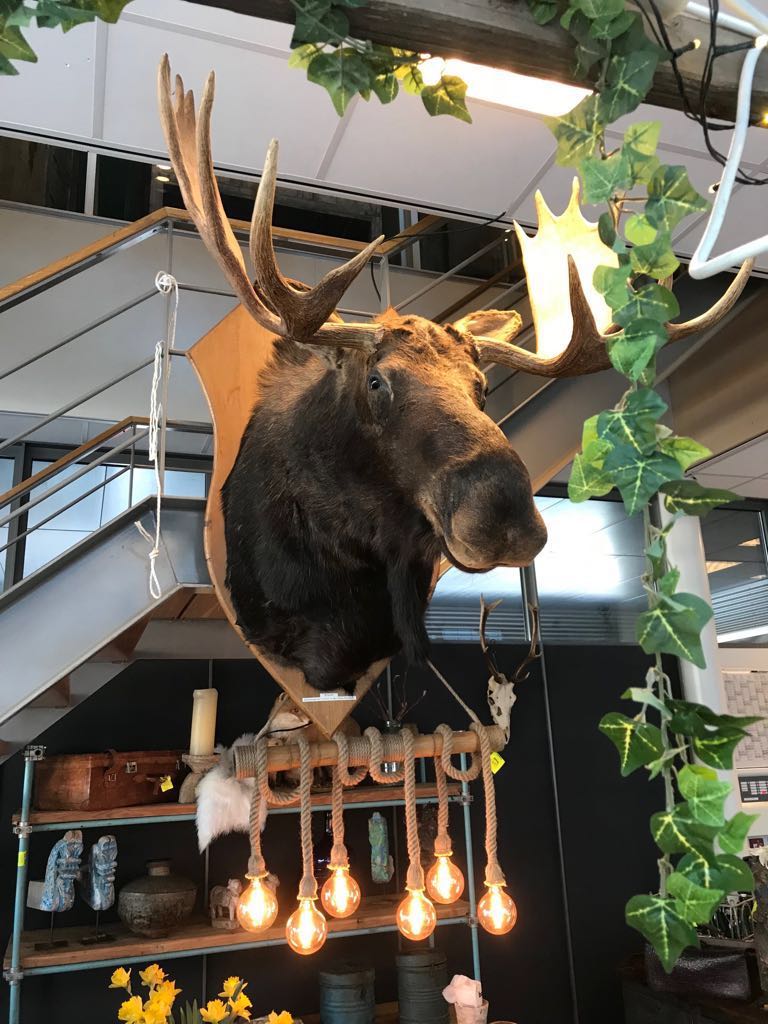 Vintage HUGE Moose Shoulder Mount # 2184 – Fossil Vintage Australia